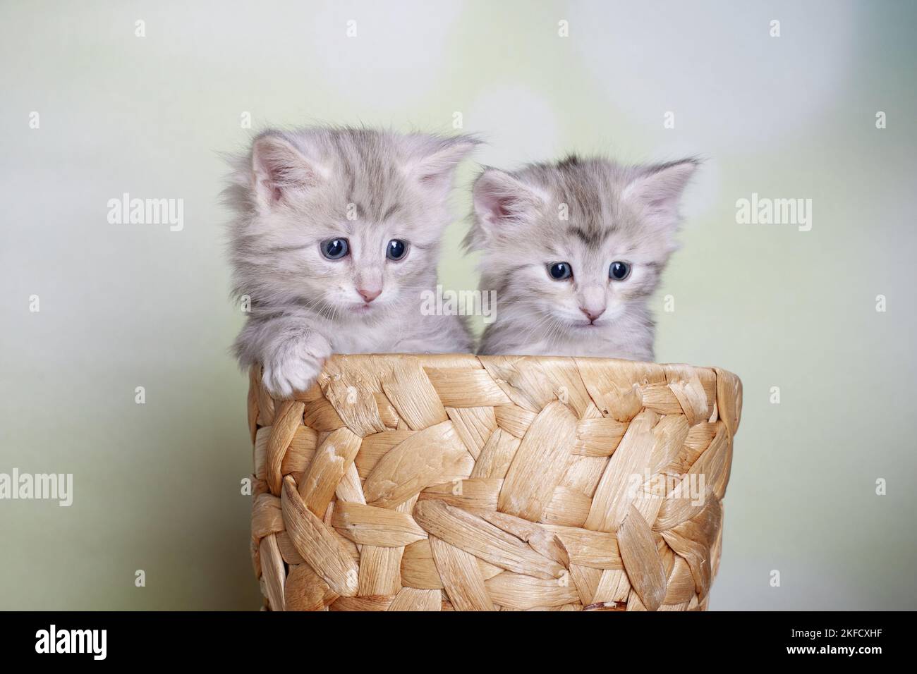 Norwegian Forest kittens Stock Photo - Alamy