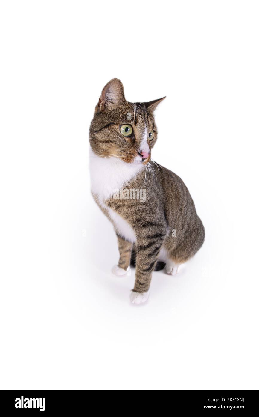 White cat sits in Cut Out Stock Images & Pictures - Alamy