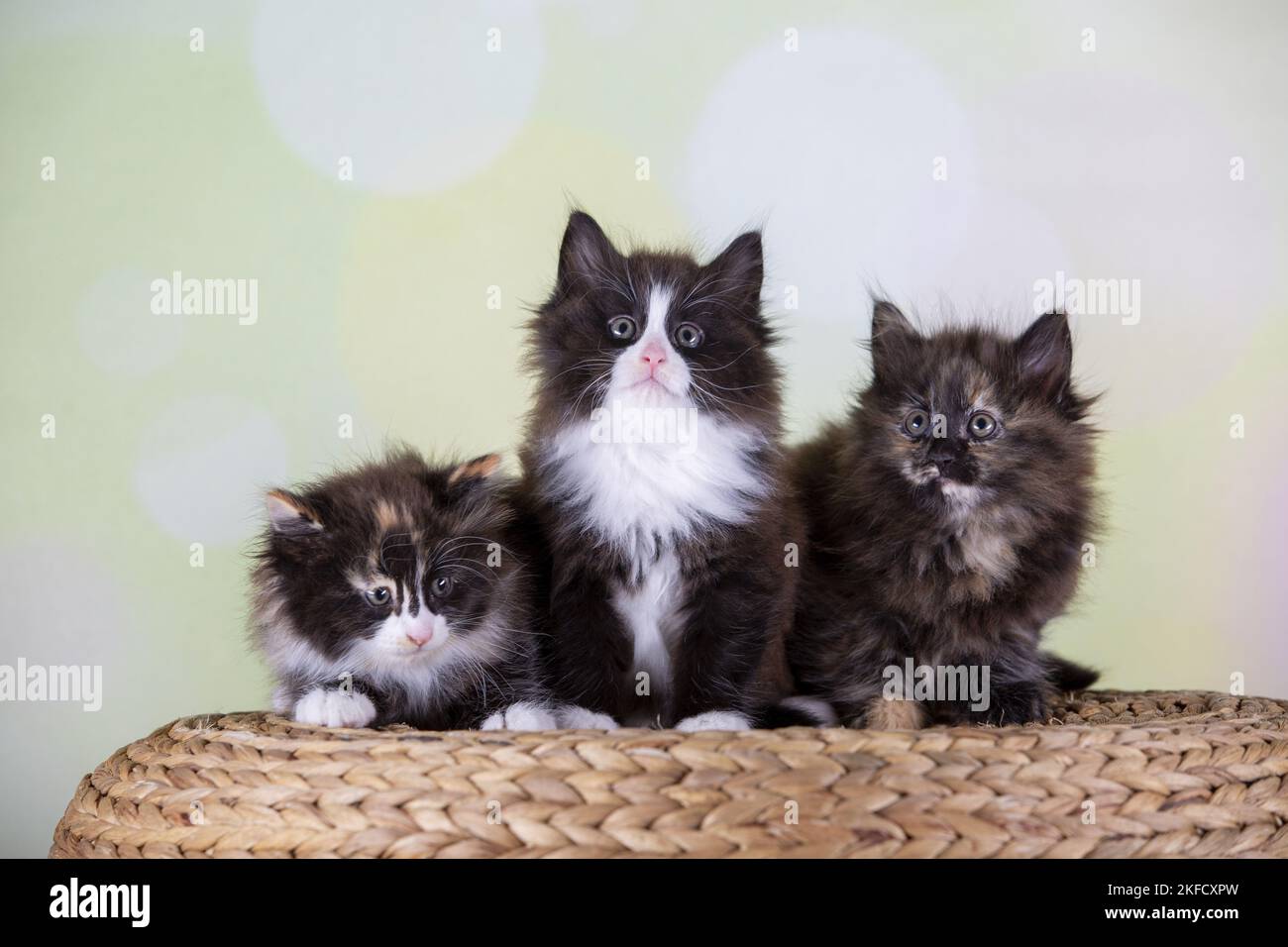 Norwegian Forest kittens Stock Photo - Alamy