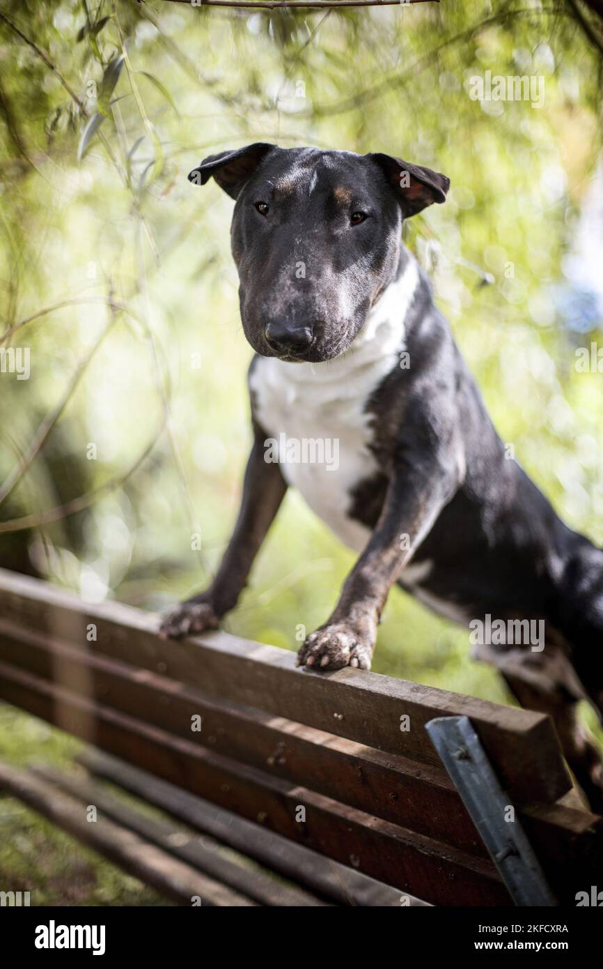 Mini Bull Terrier Stock Photo - Alamy