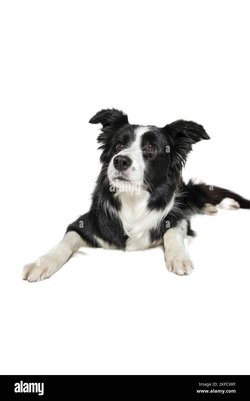 Border Collie in front of white background Stock Photo - Alamy