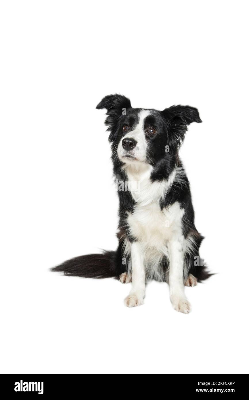 Border Collie in front of white background Stock Photo - Alamy