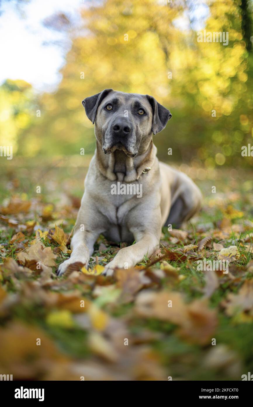 Cimarron uruguayo hi-res stock photography and images - Alamy