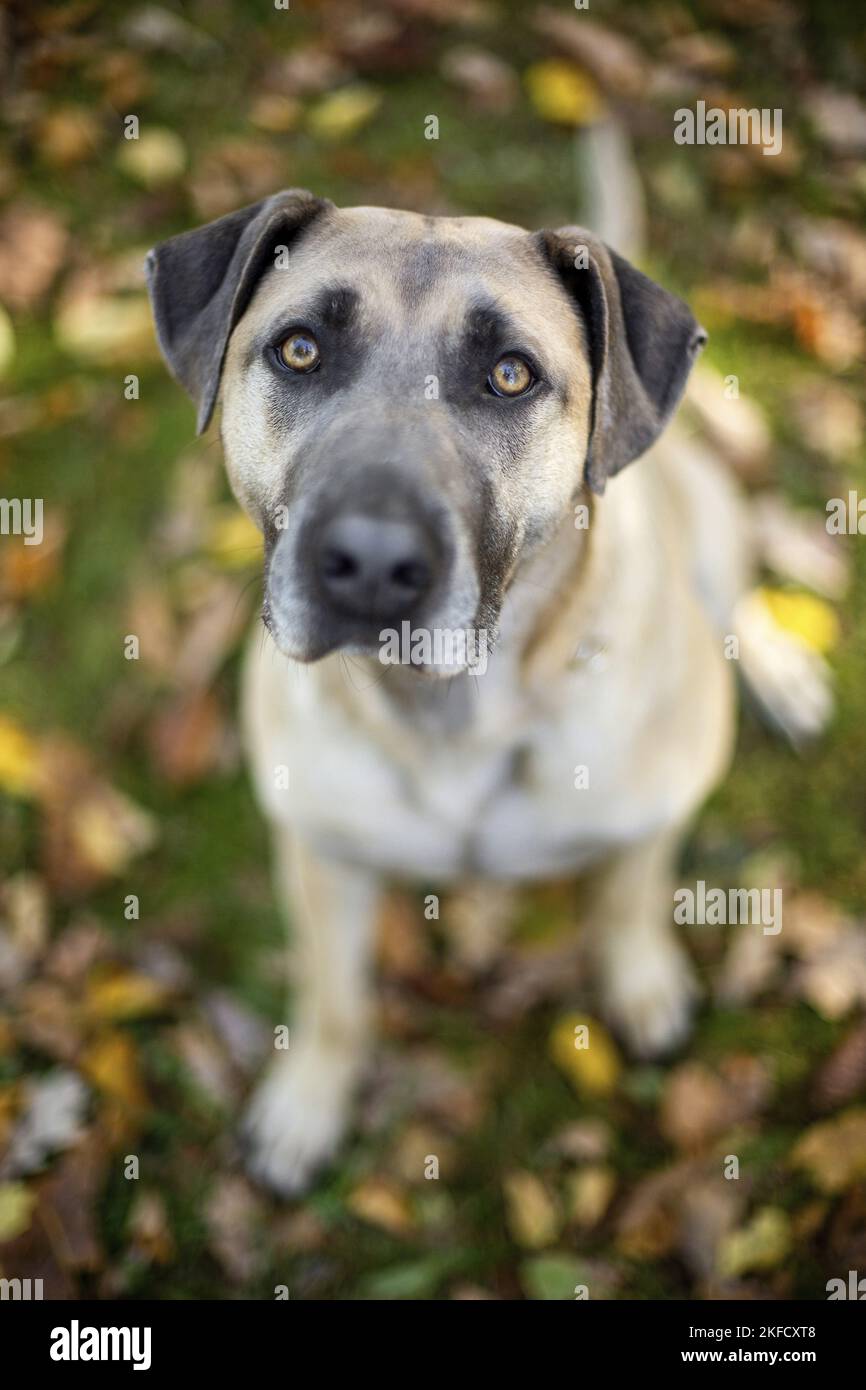 Cimarron uruguayo hi-res stock photography and images - Alamy