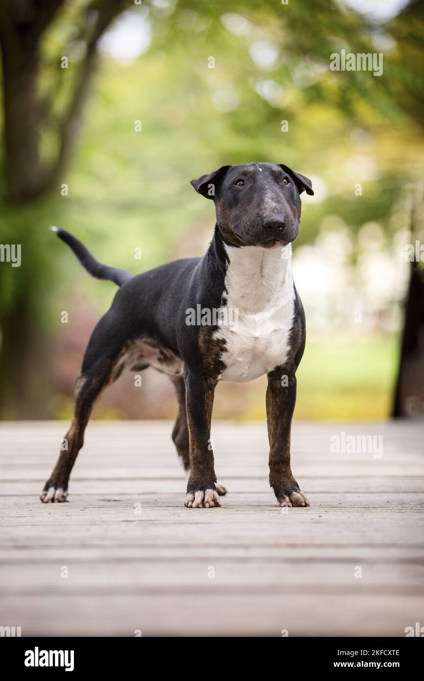 Mini Bull Terrier Stock Photo - Alamy