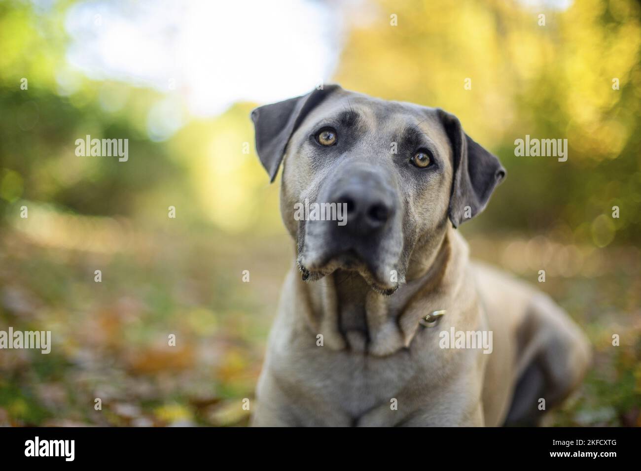 Cimarron uruguayo hi-res stock photography and images - Alamy