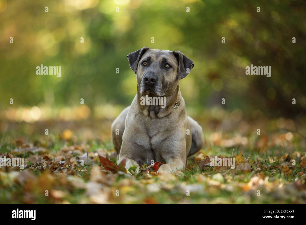 Cimarron uruguayo hi-res stock photography and images - Alamy