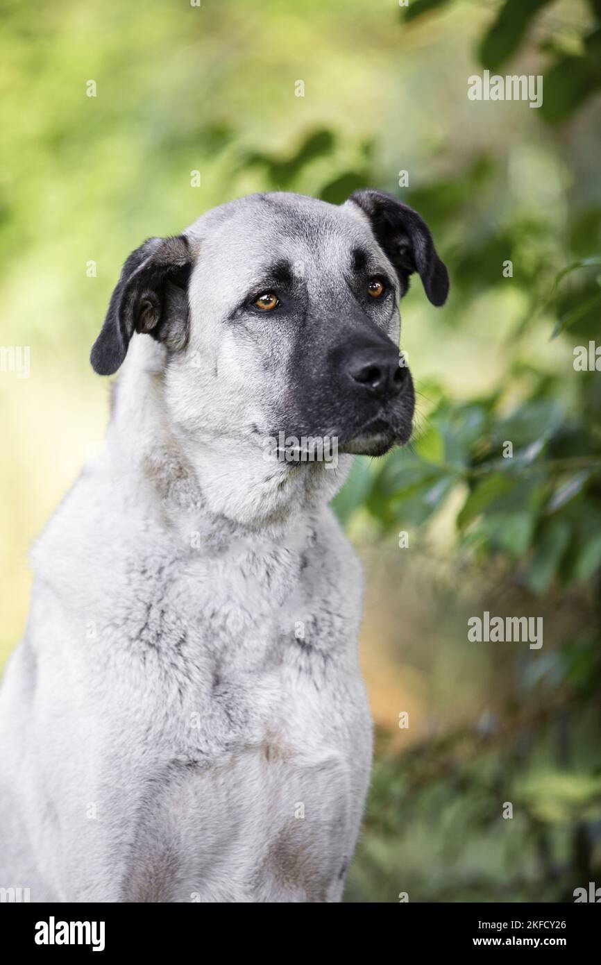 male Sivas Kangal Stock Photo - Alamy