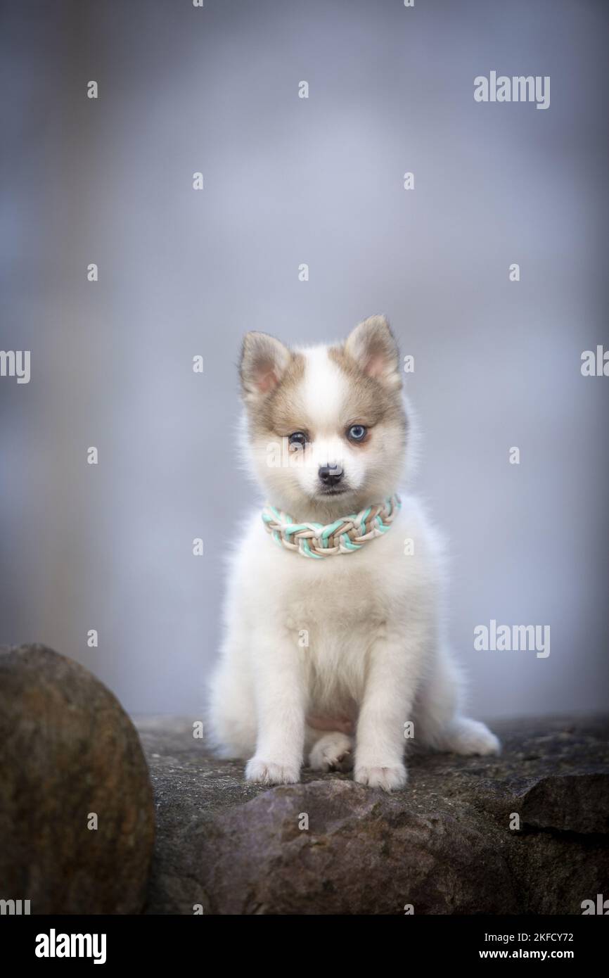 Pomskys hi-res stock photography and images - Alamy