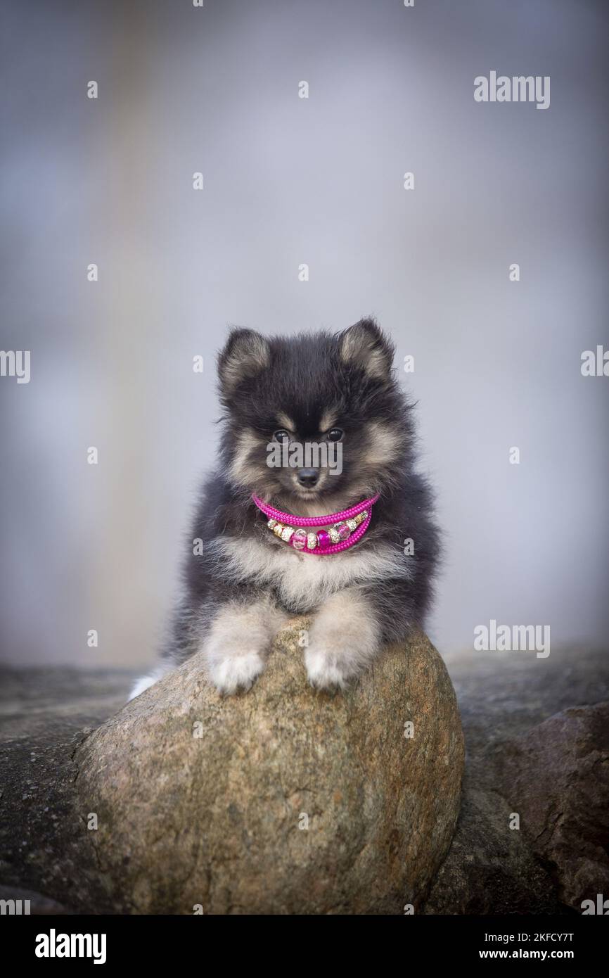Cute pomsky hi-res stock photography and images - Alamy