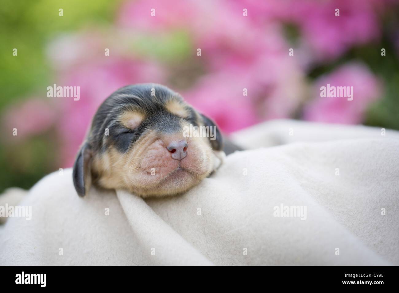 newborn English Cocker Spaniel puppy Stock Photo - Alamy