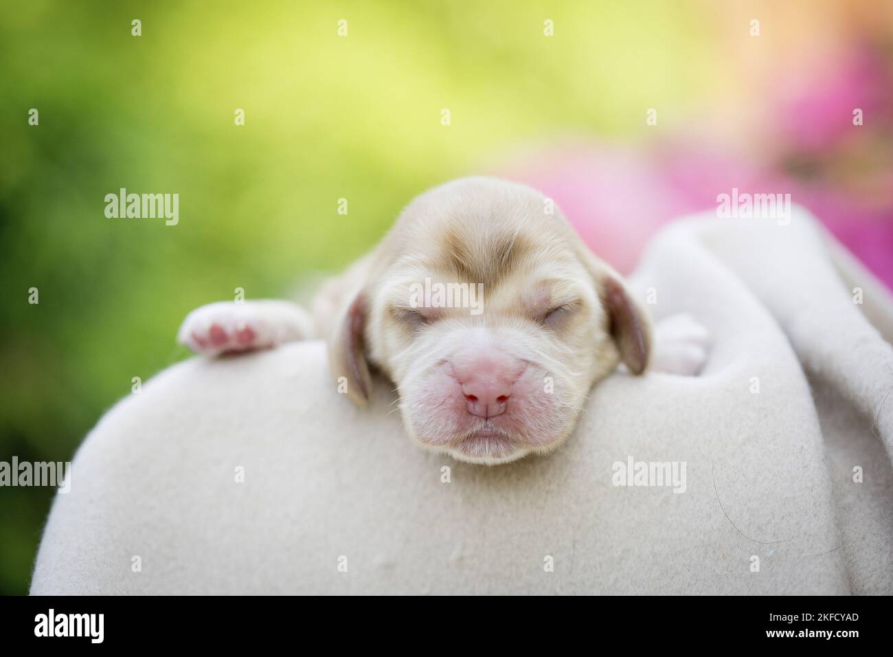 English cocker spaniel blonde hi-res stock photography and images - Alamy