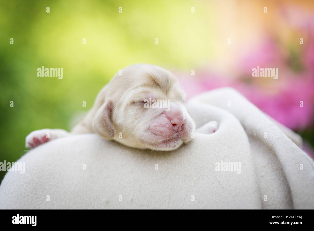 newborn English Cocker Spaniel puppy Stock Photo - Alamy