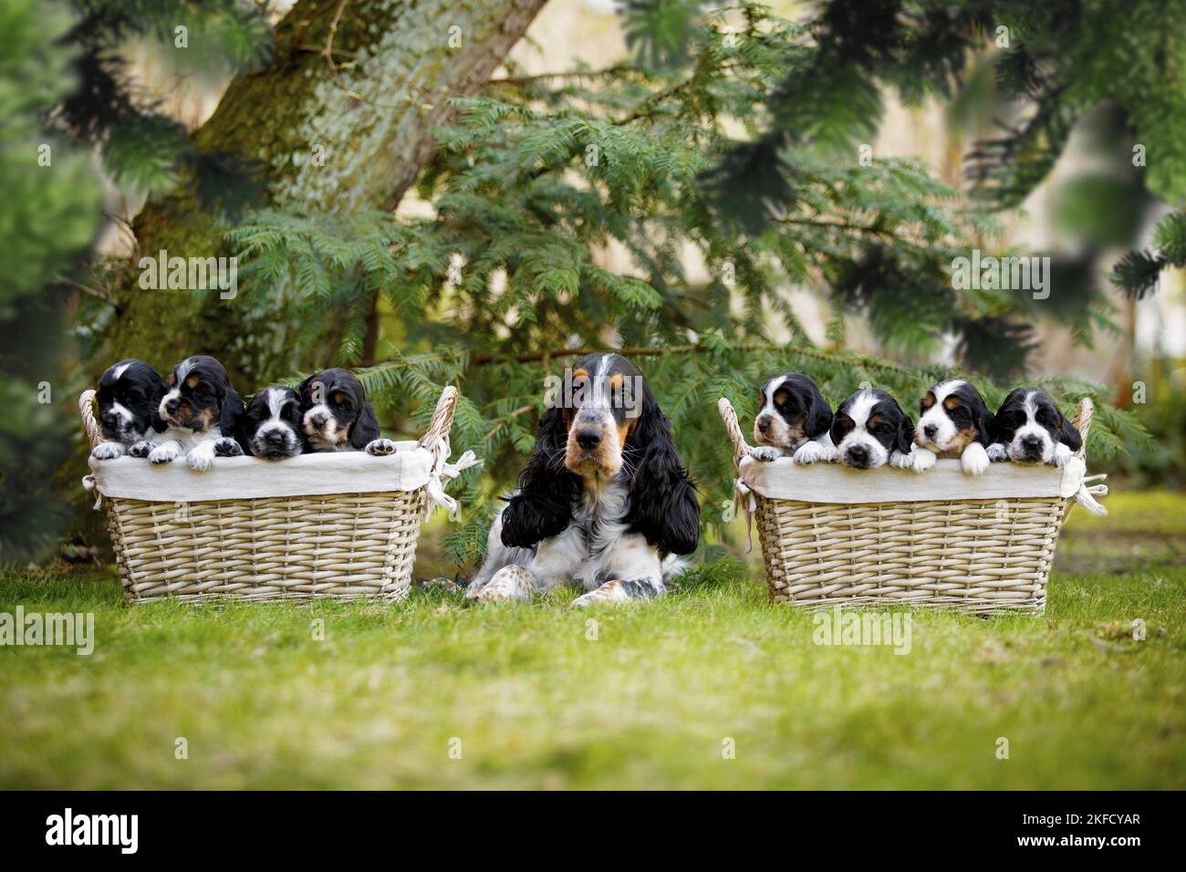 English Cocker Spaniel family Stock Photo - Alamy