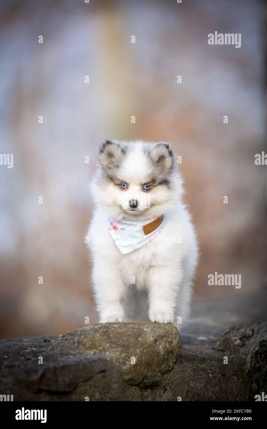 Pomskys hi-res stock photography and images - Alamy