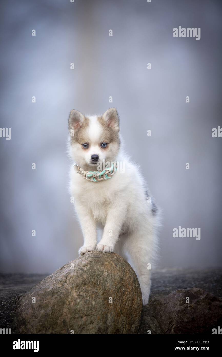 Pomskys hi-res stock photography and images - Alamy