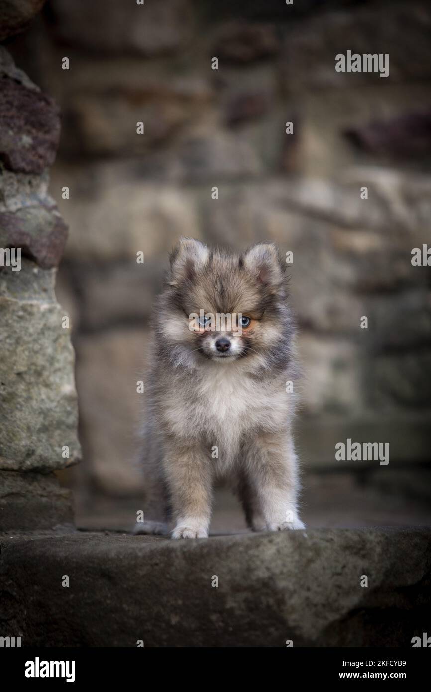 Cute pomsky hi-res stock photography and images - Alamy