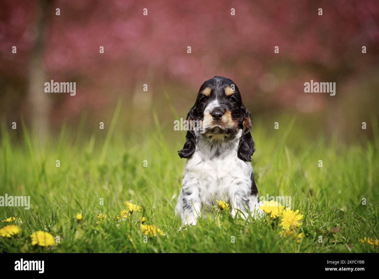 sitting English Cocker Spaniel puppy Stock Photo - Alamy