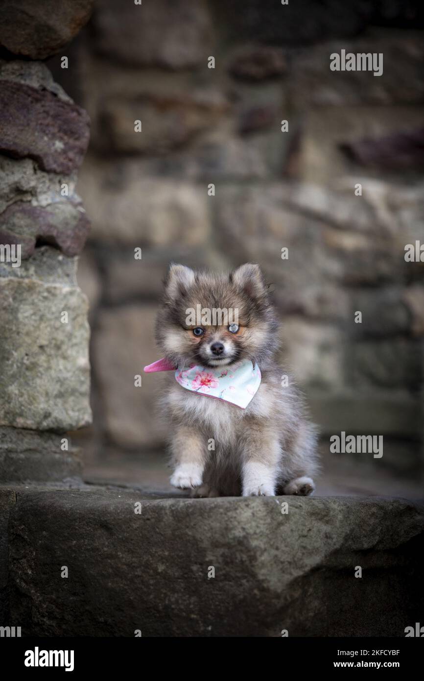 Cute pomsky hi-res stock photography and images - Alamy