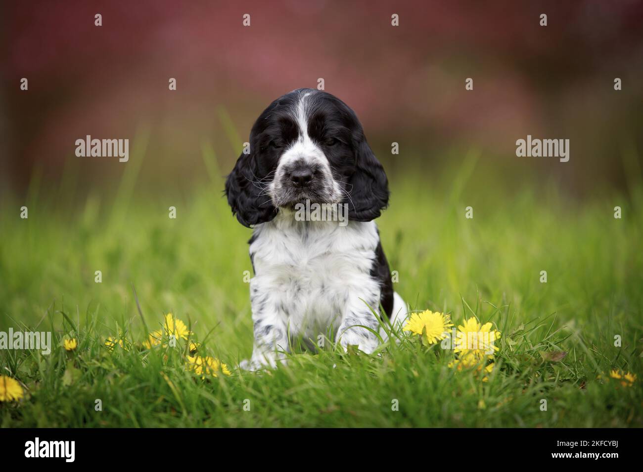 sitting English Cocker Spaniel puppy Stock Photo - Alamy