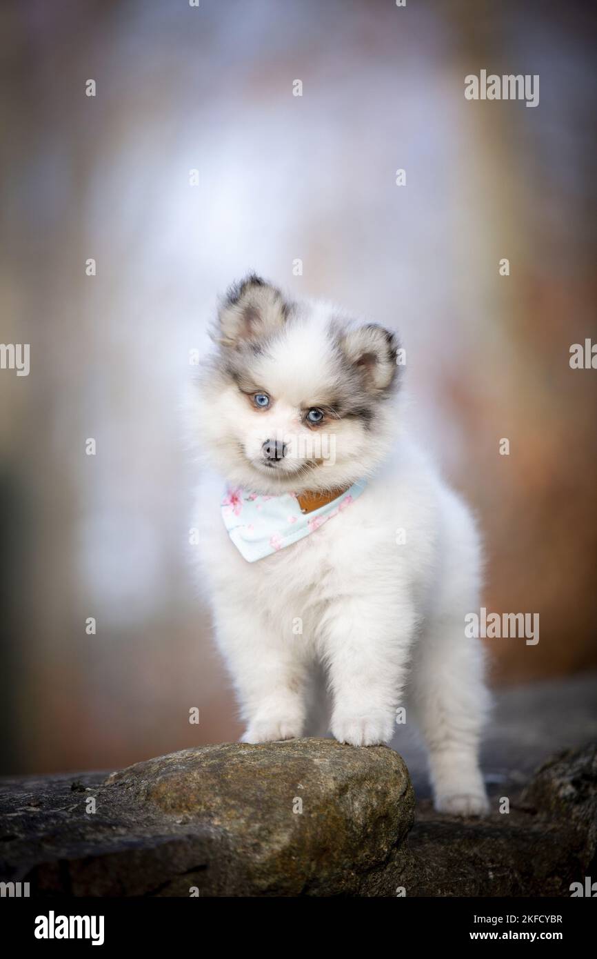 Pomsky puppies hi-res stock photography and images - Alamy