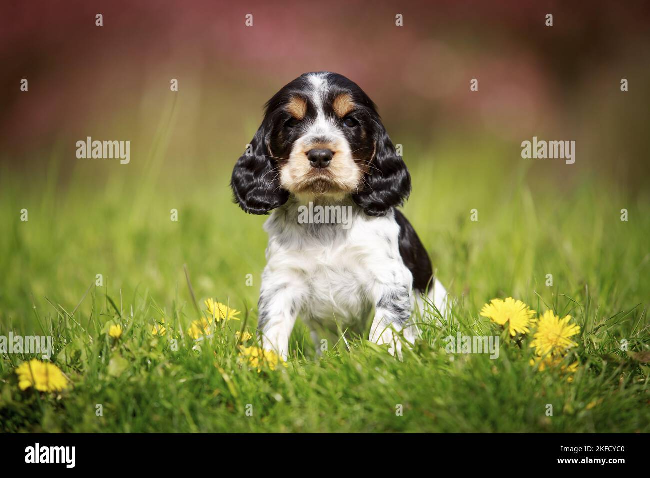 sitting English Cocker Spaniel puppy Stock Photo - Alamy