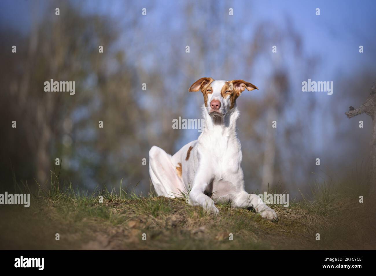 four year old Podenco Ibicenco Stock Photo - Alamy