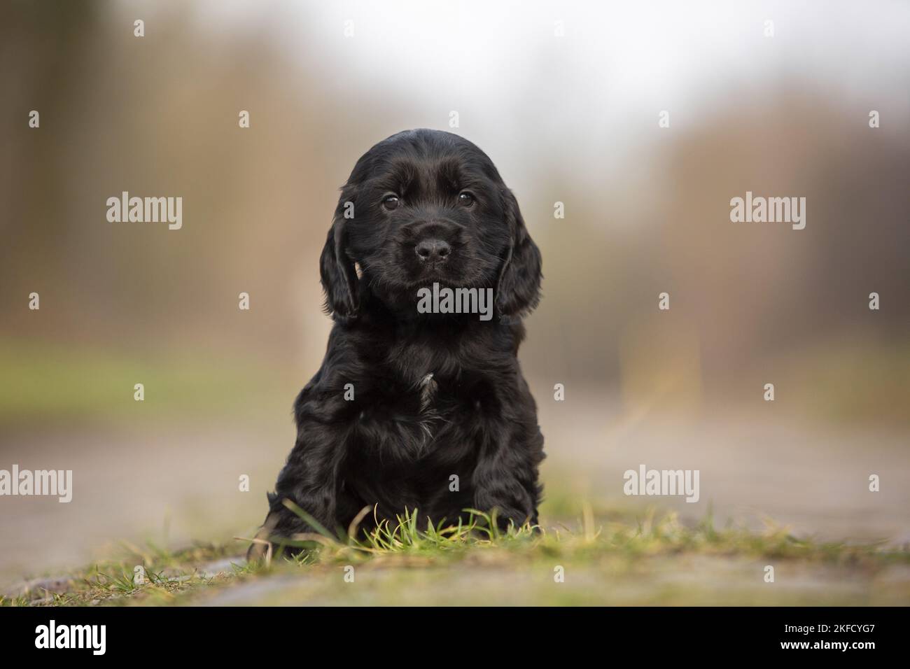 black English Cocker Spaniel puppy Stock Photo - Alamy