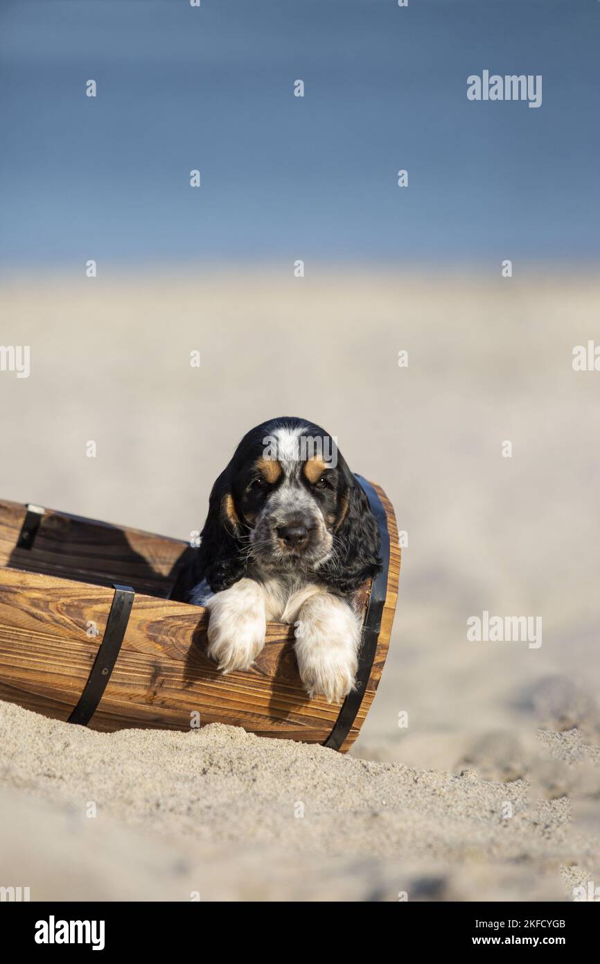 English Cocker Spaniel Puppy at the beach Stock Photo - Alamy
