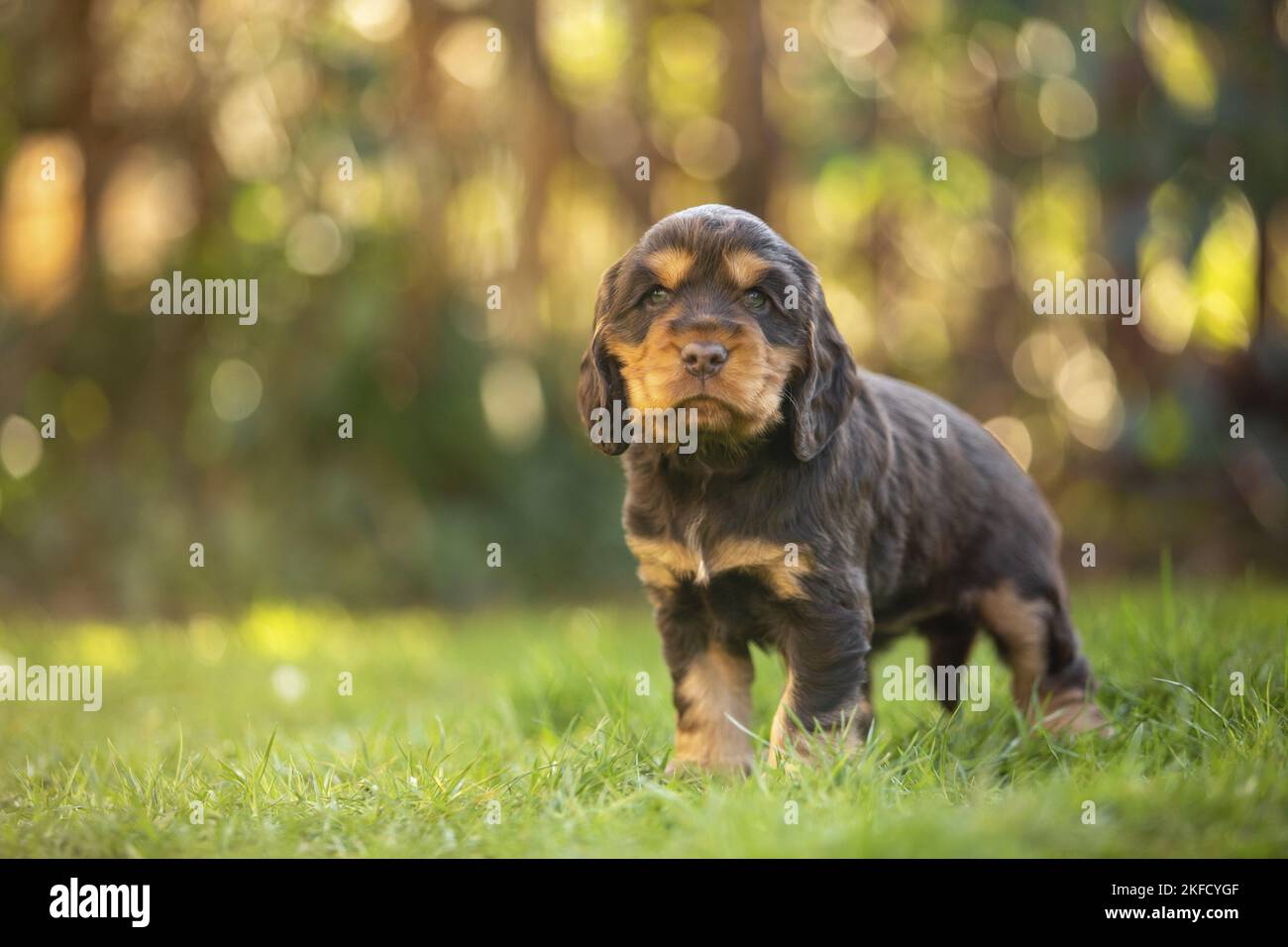standing English Cocker Spaniel puppy Stock Photo - Alamy