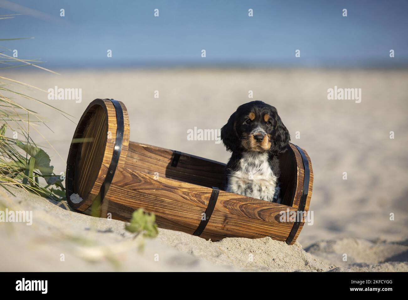 English Cocker Spaniel Puppy at the beach Stock Photo - Alamy