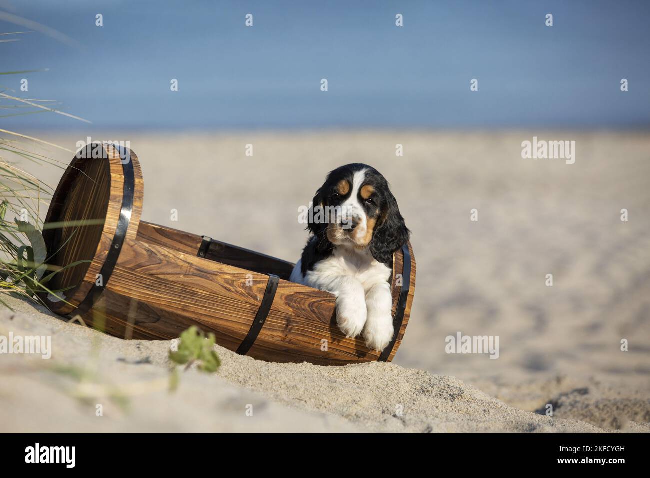 English Cocker Spaniel Puppy at the beach Stock Photo - Alamy