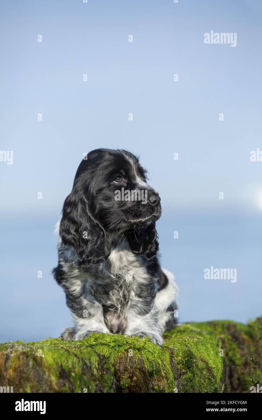 sitting English Cocker Spaniel Puppy Stock Photo - Alamy
