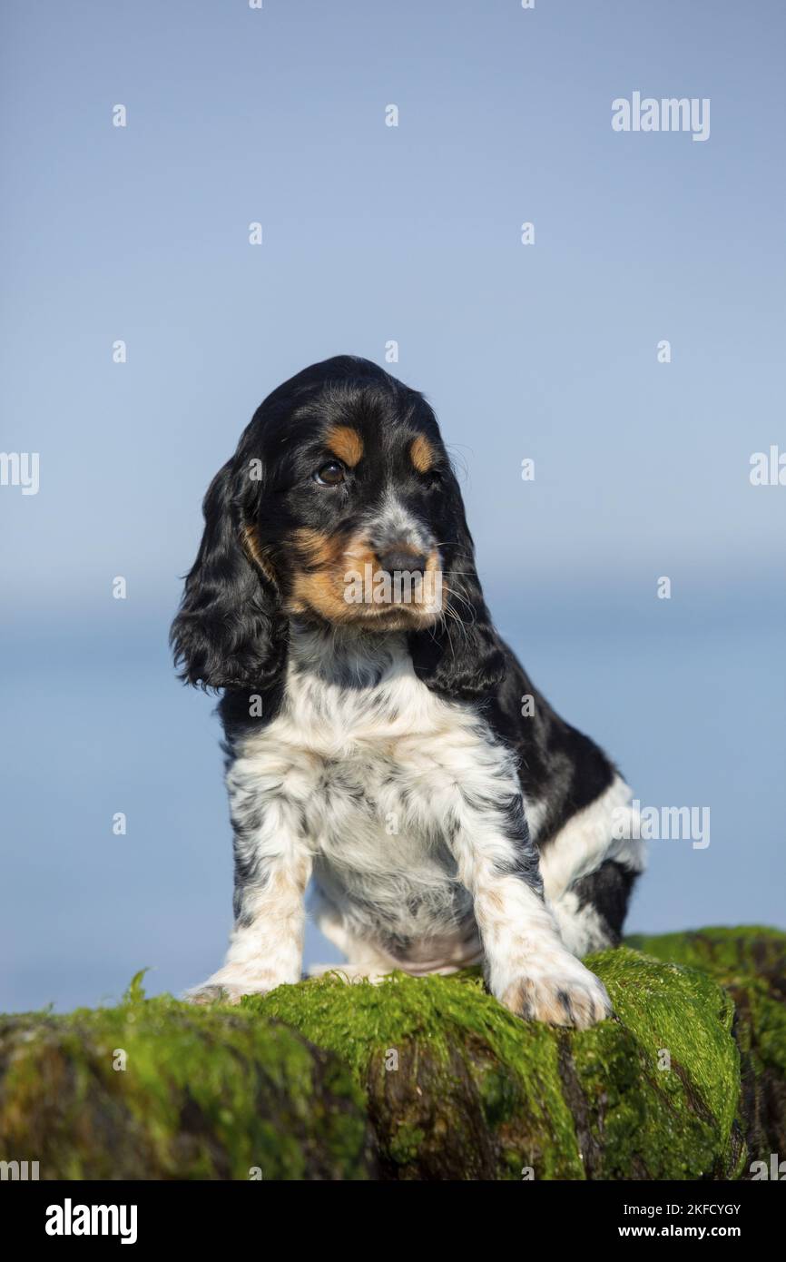 sitting English Cocker Spaniel Puppy Stock Photo - Alamy