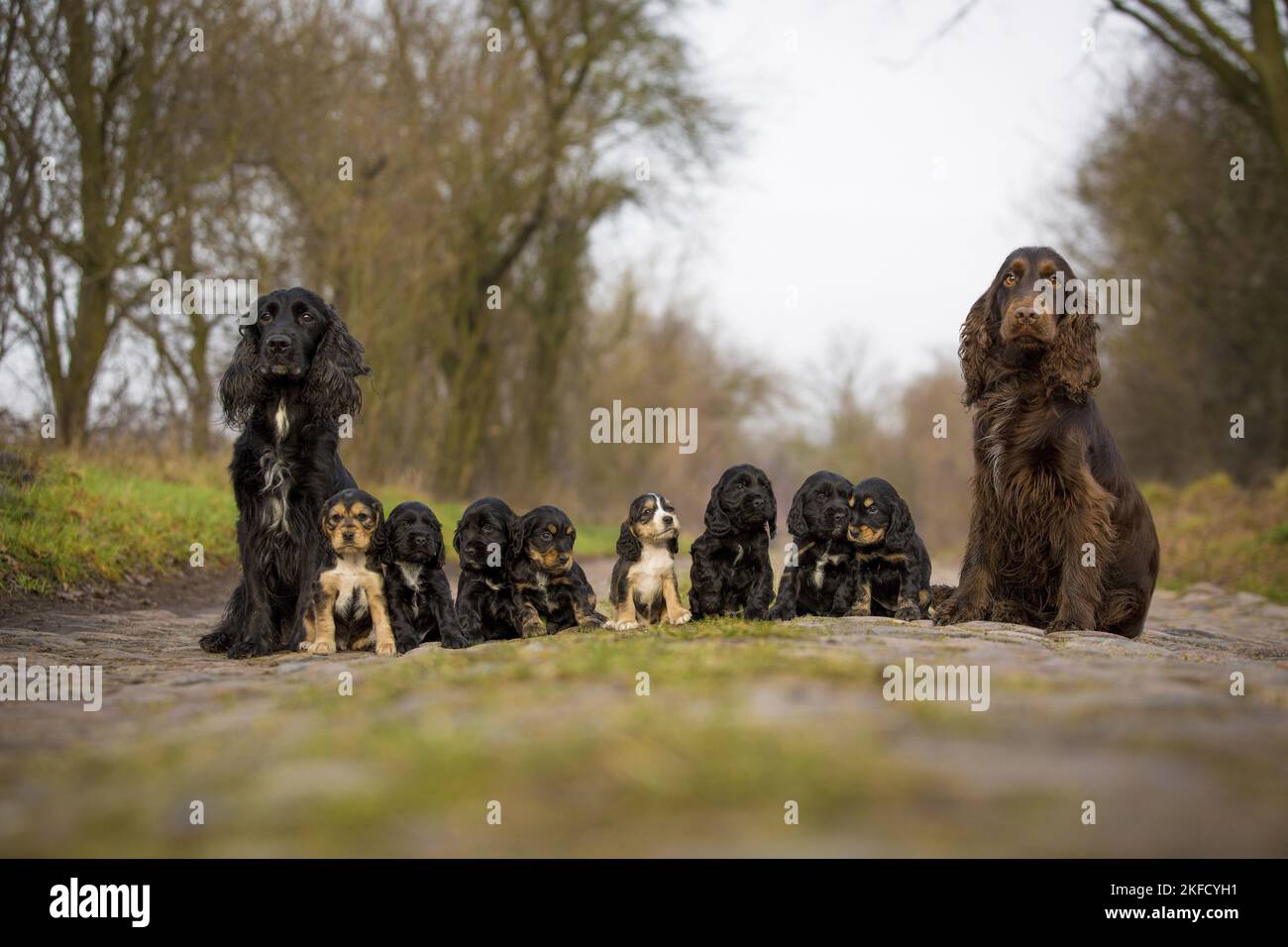 English Cocker Spaniel family Stock Photo - Alamy