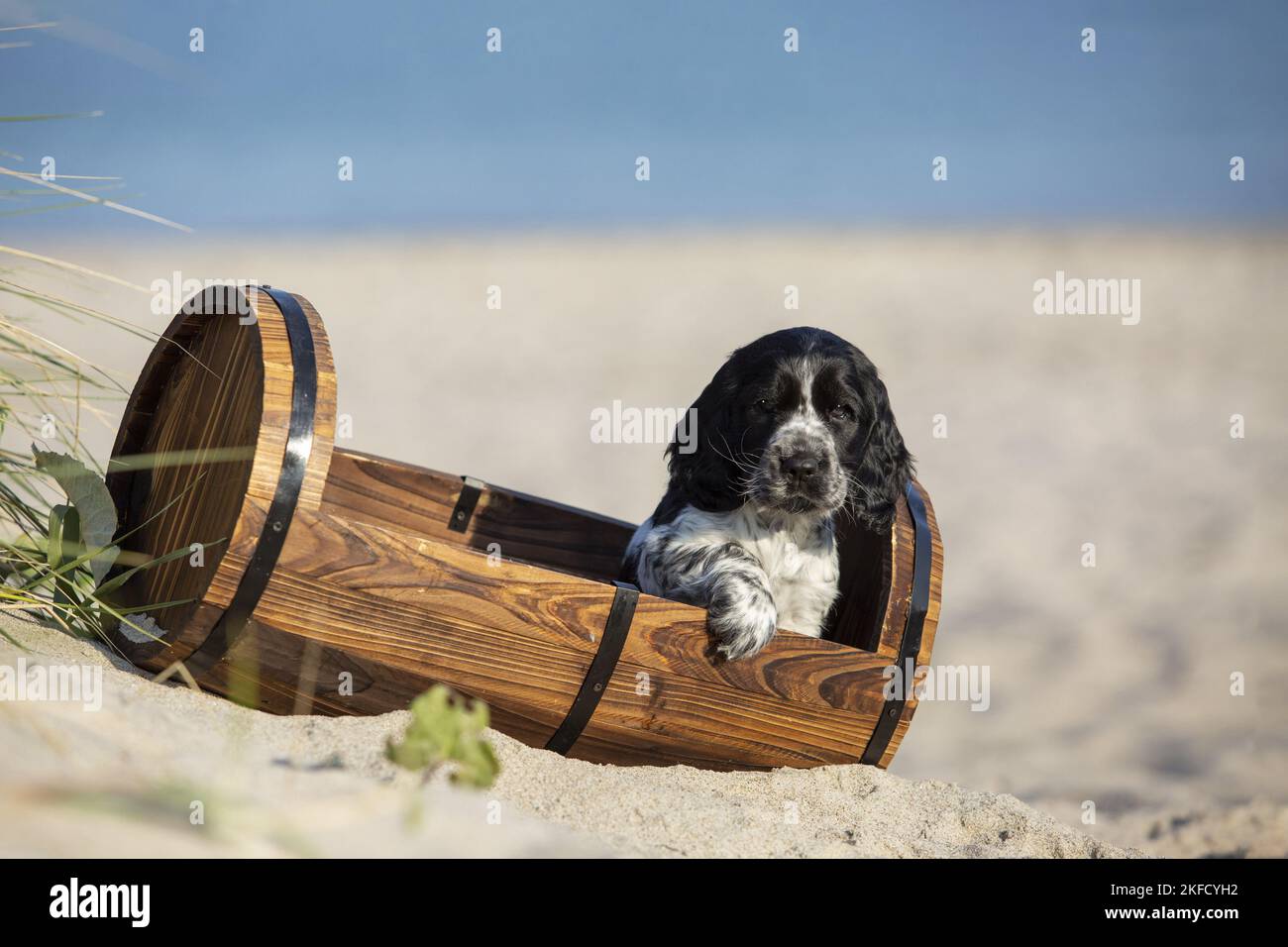 English Cocker Spaniel Puppy at the beach Stock Photo - Alamy