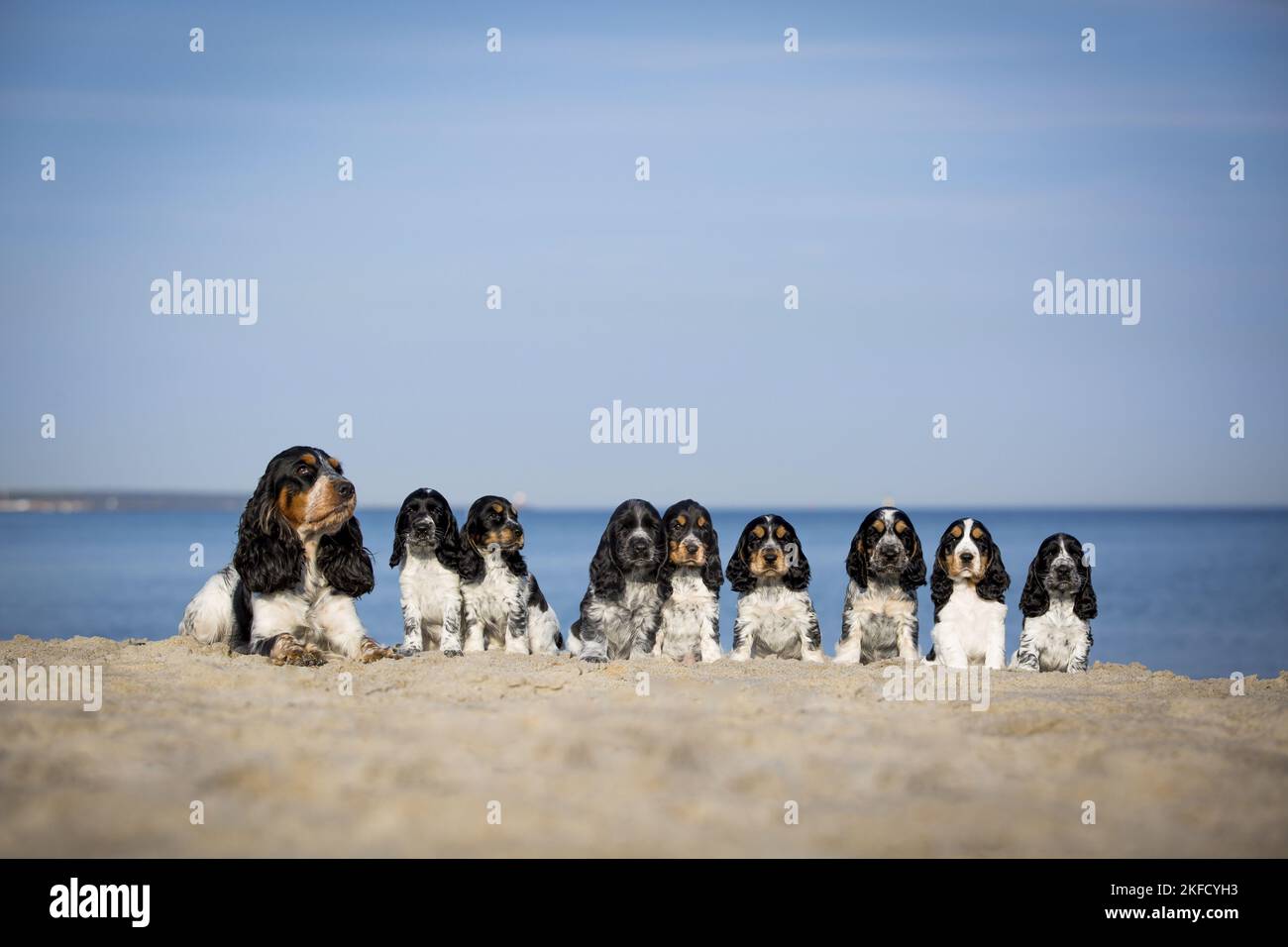 English Cocker Spaniel family Stock Photo - Alamy