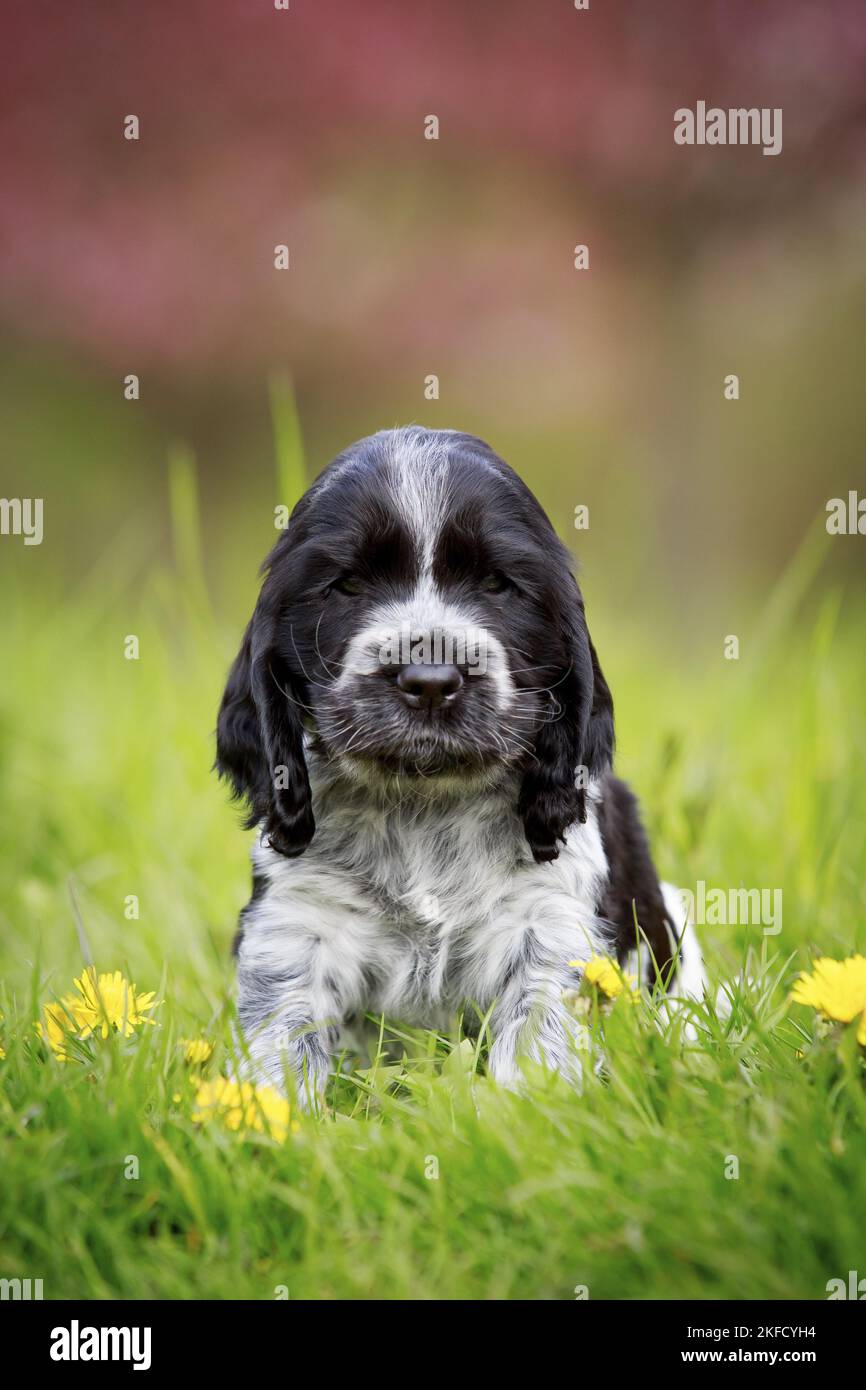 sitting English Cocker Spaniel puppy Stock Photo - Alamy