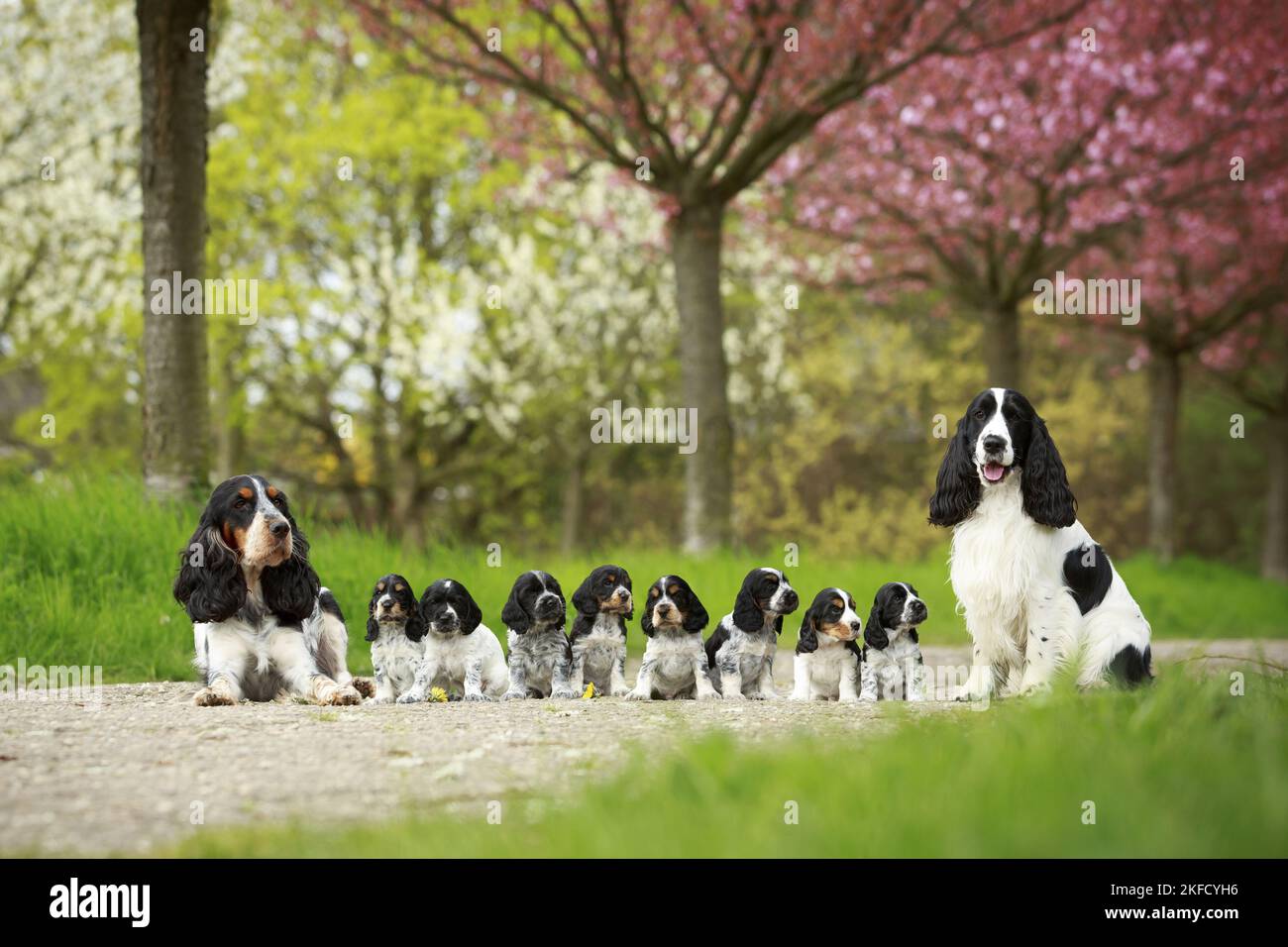English Cocker Spaniel family Stock Photo - Alamy
