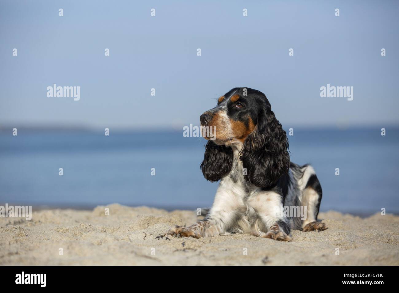 English Cocker Spaniel at the beach Stock Photo - Alamy