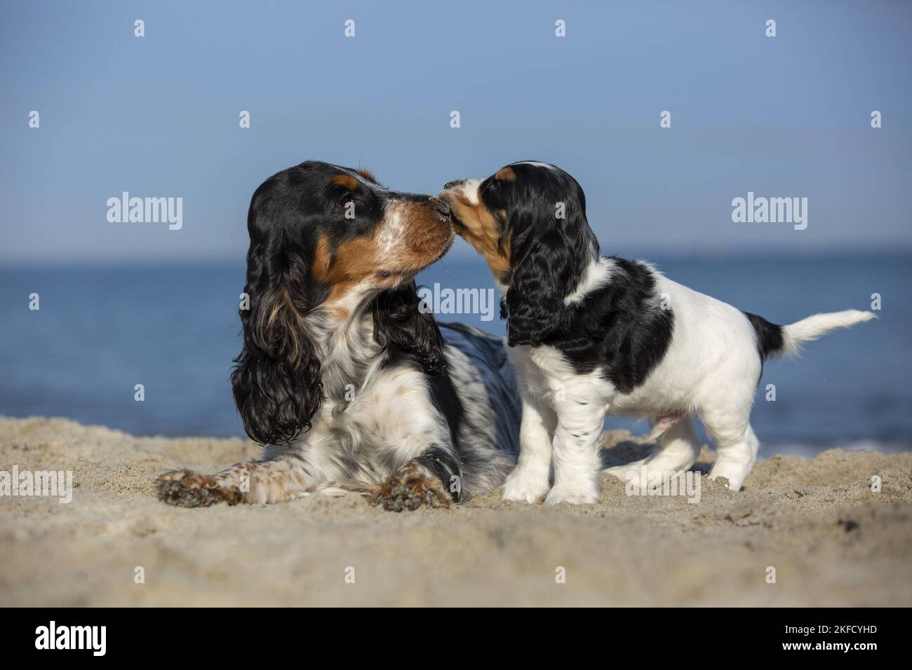 English Cocker Spaniel at the beach Stock Photo - Alamy