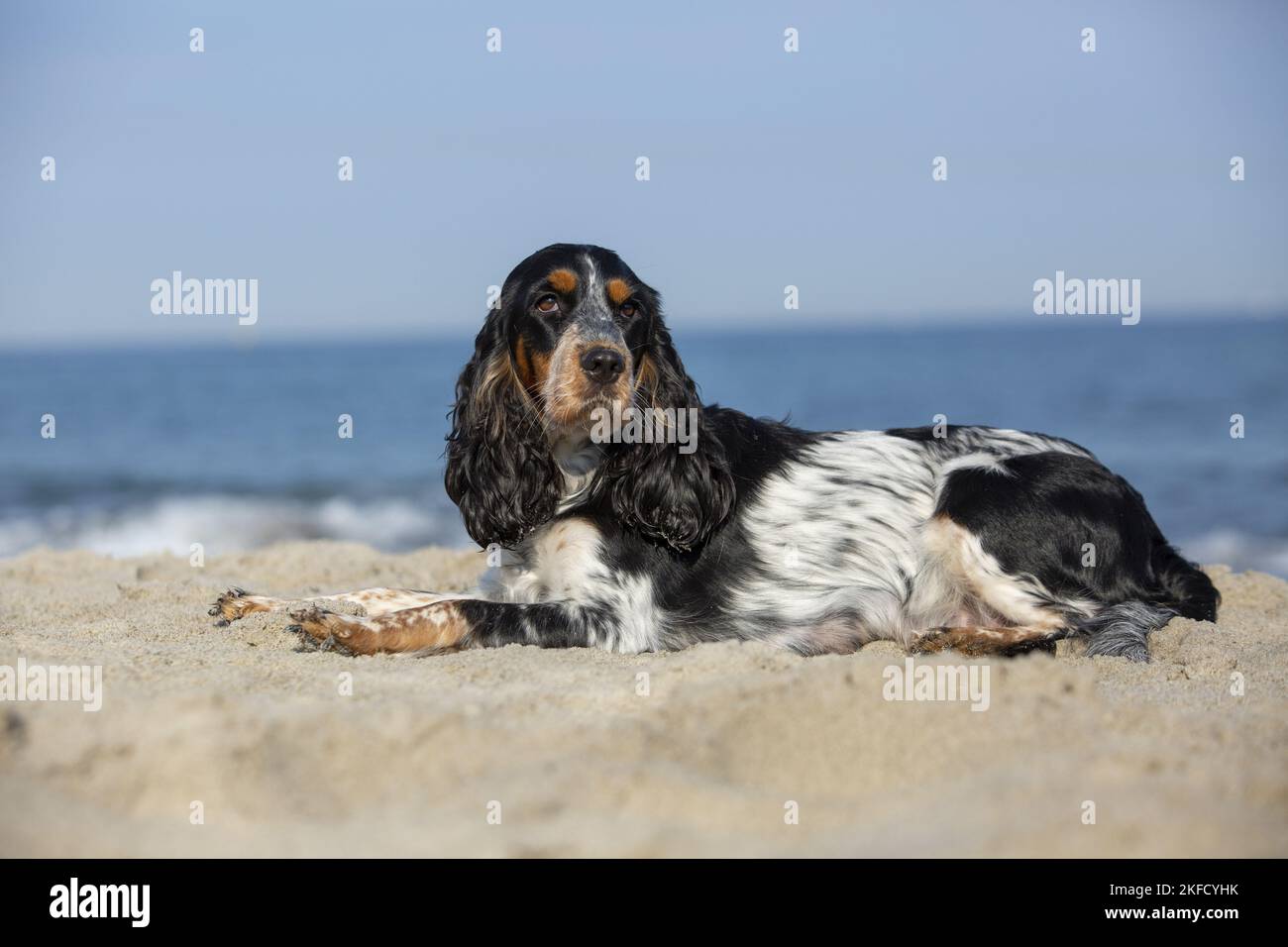 English Cocker Spaniel at the beach Stock Photo - Alamy