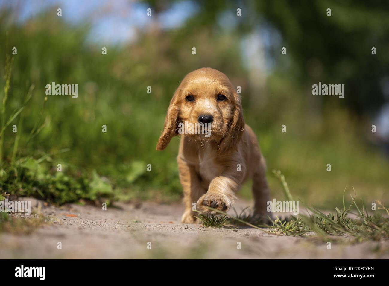 running English Cocker Spaniel puppy Stock Photo - Alamy