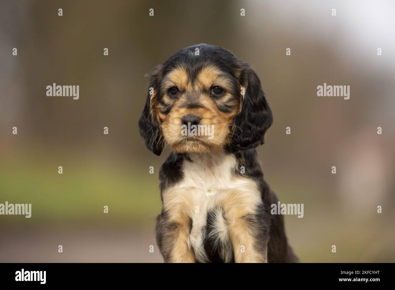English Cocker Spaniel puppy portrait Stock Photo - Alamy