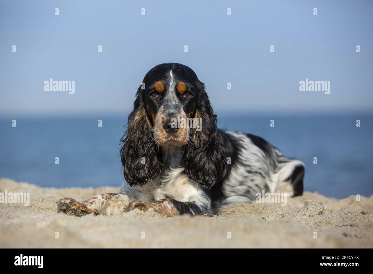 English Cocker Spaniel at the beach Stock Photo - Alamy