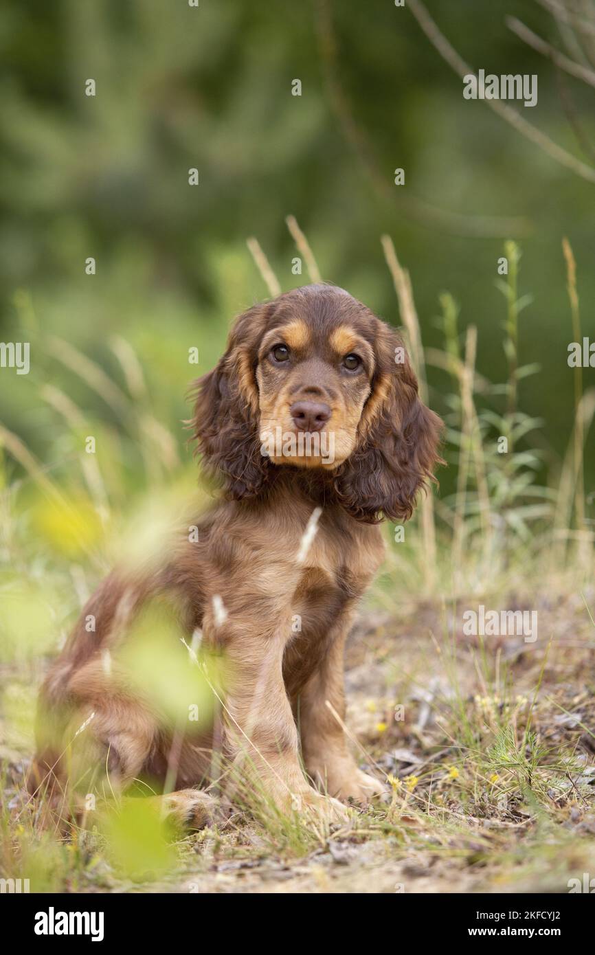 Tan Spaniel Puppy