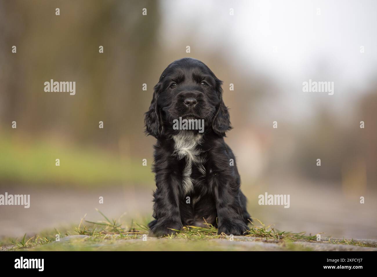 sitting English Cocker Spaniel puppy Stock Photo - Alamy