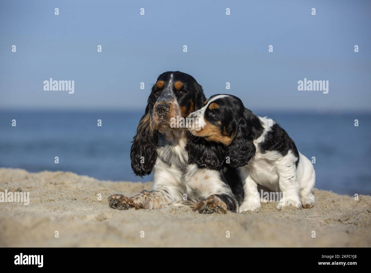 sitting English Cocker Spaniel Puppy Stock Photo - Alamy