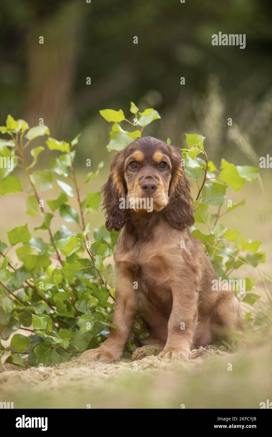 sitting English Cocker Spaniel puppy Stock Photo - Alamy