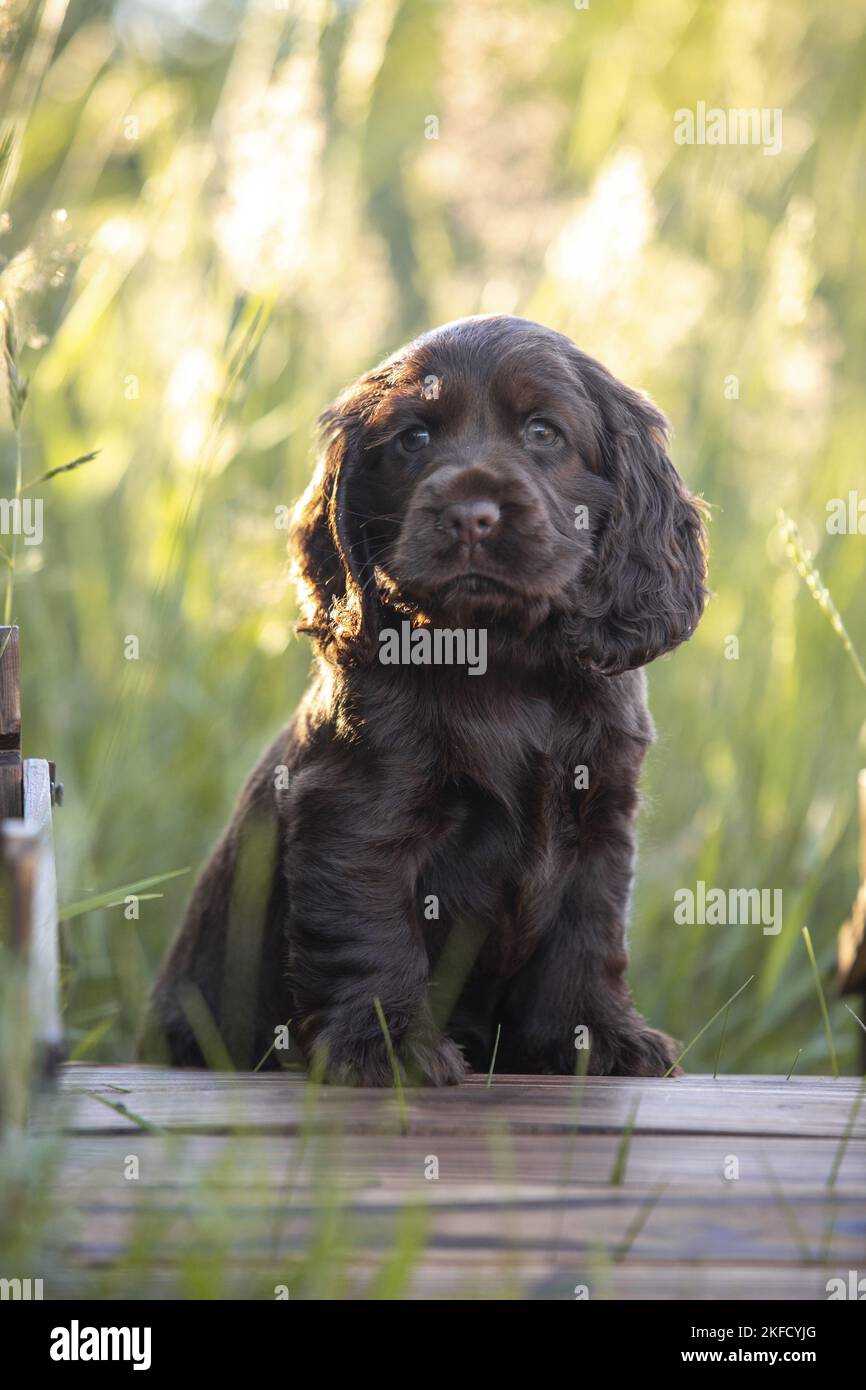 sitting English Cocker Spaniel puppy Stock Photo - Alamy